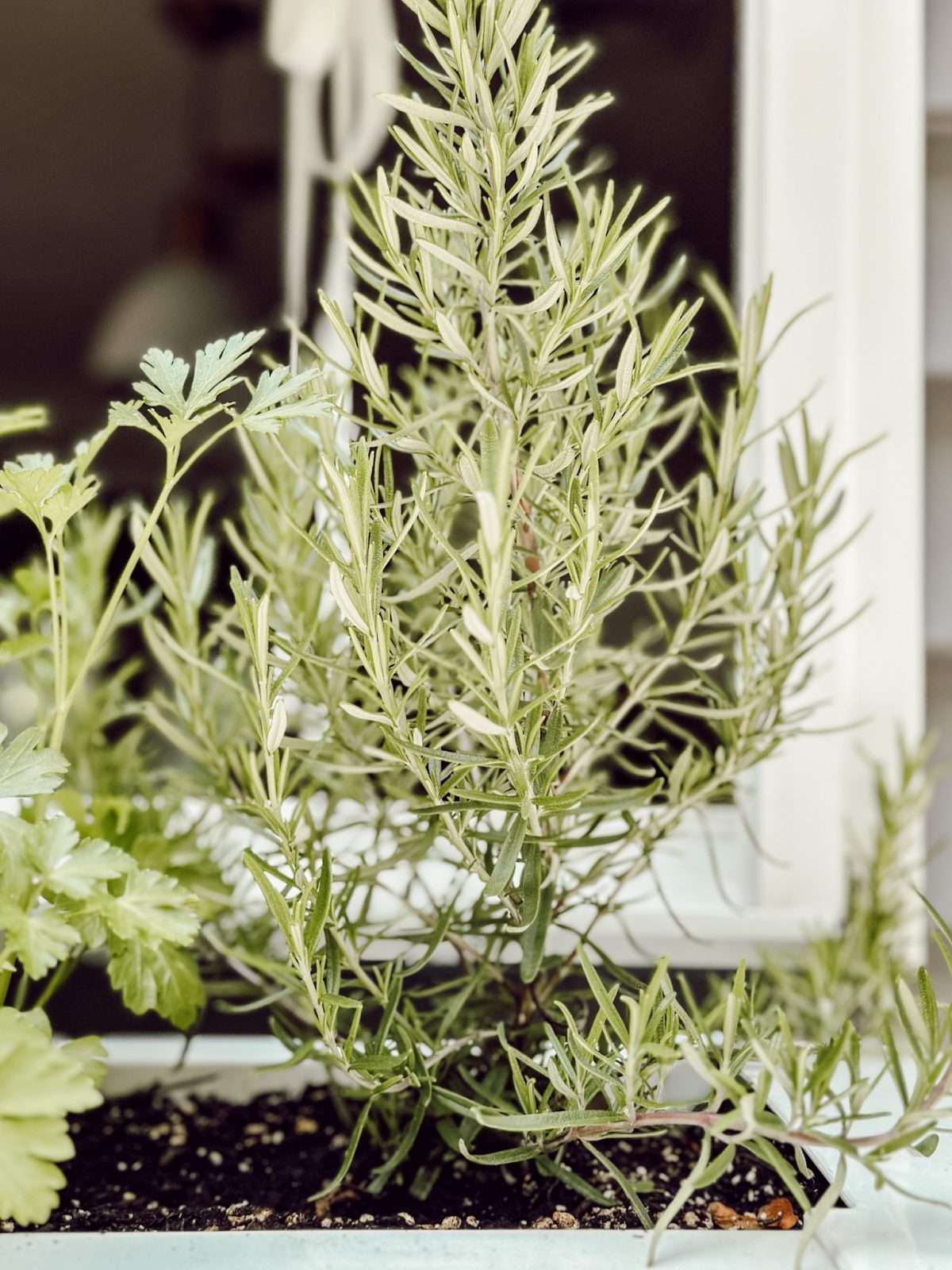 DIY Rosemary Wreath With Fresh Herbs From the Garden